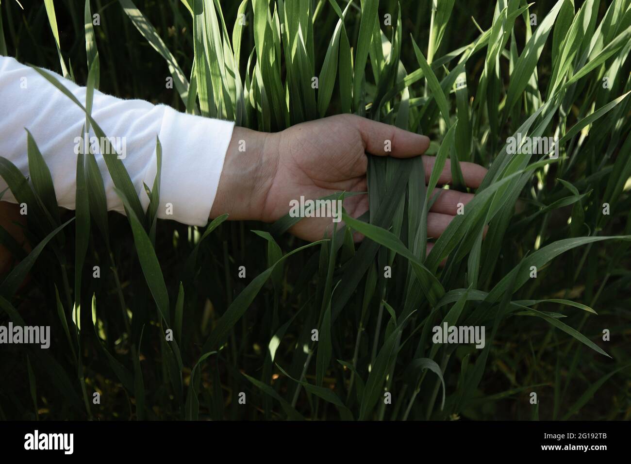 Hand of man, owner of farm checks harvest. Farming business concept ...