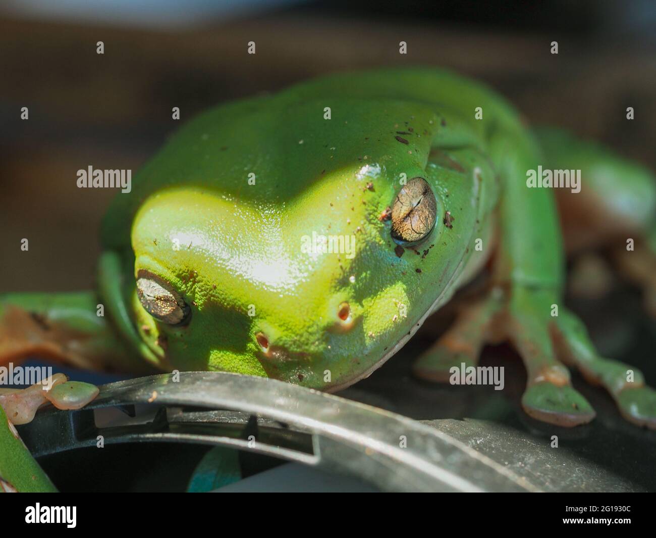 Lime green tree frog hi-res stock photography and images - Alamy