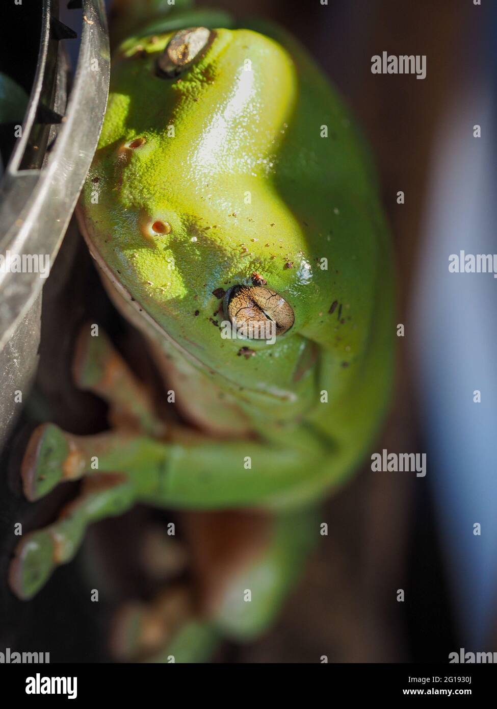 Lime green tree frog hi-res stock photography and images - Alamy