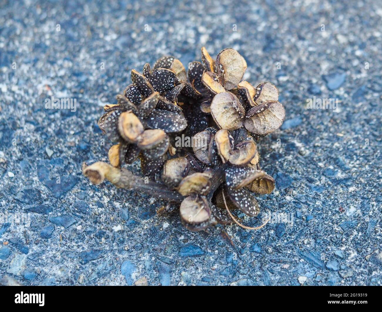 Australian native seed pod hi-res stock photography and images - Alamy