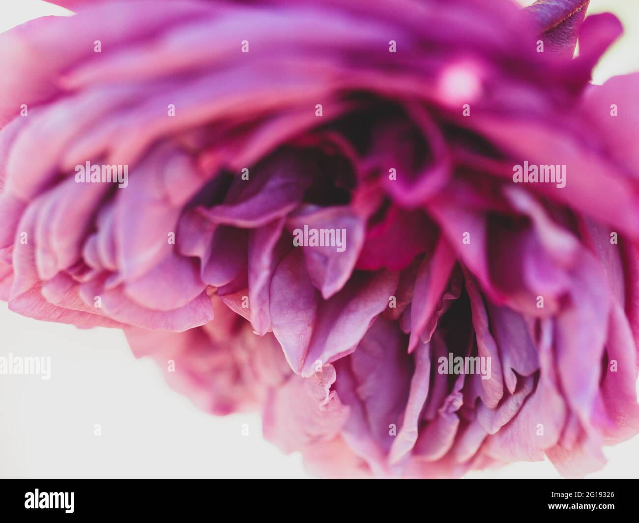 The beauty of a rose, a macro pink purple colour rose petals, flower ...