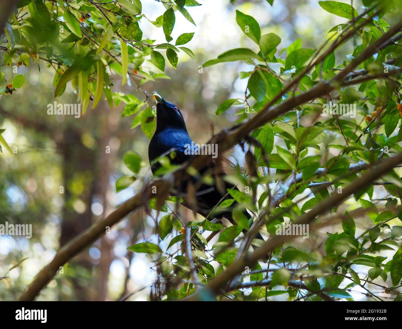 Bird, Shiny male Satin Bowerbird, Ptilonorhynchus violaceus, glossy blue-black plumage, in the ...