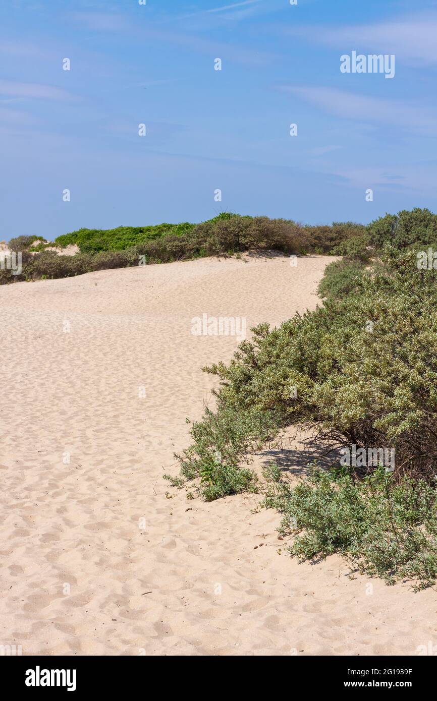A dune landscape with bushes and sand Stock Photo - Alamy