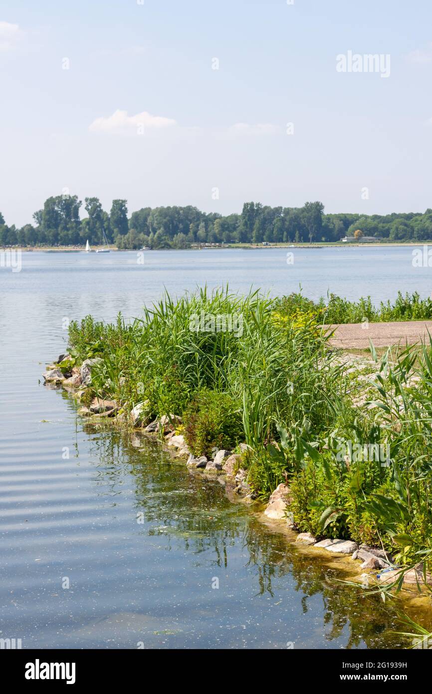 A lakeshore with grass growing during a sunny day Stock Photo - Alamy