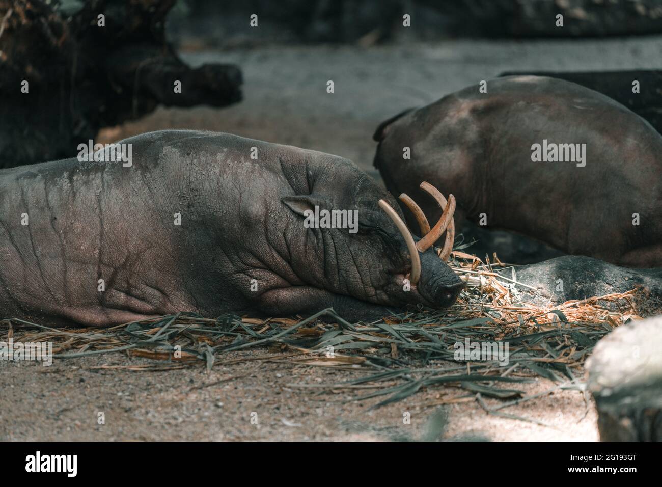 Funny wild pig horn hi-res stock photography and images - Alamy