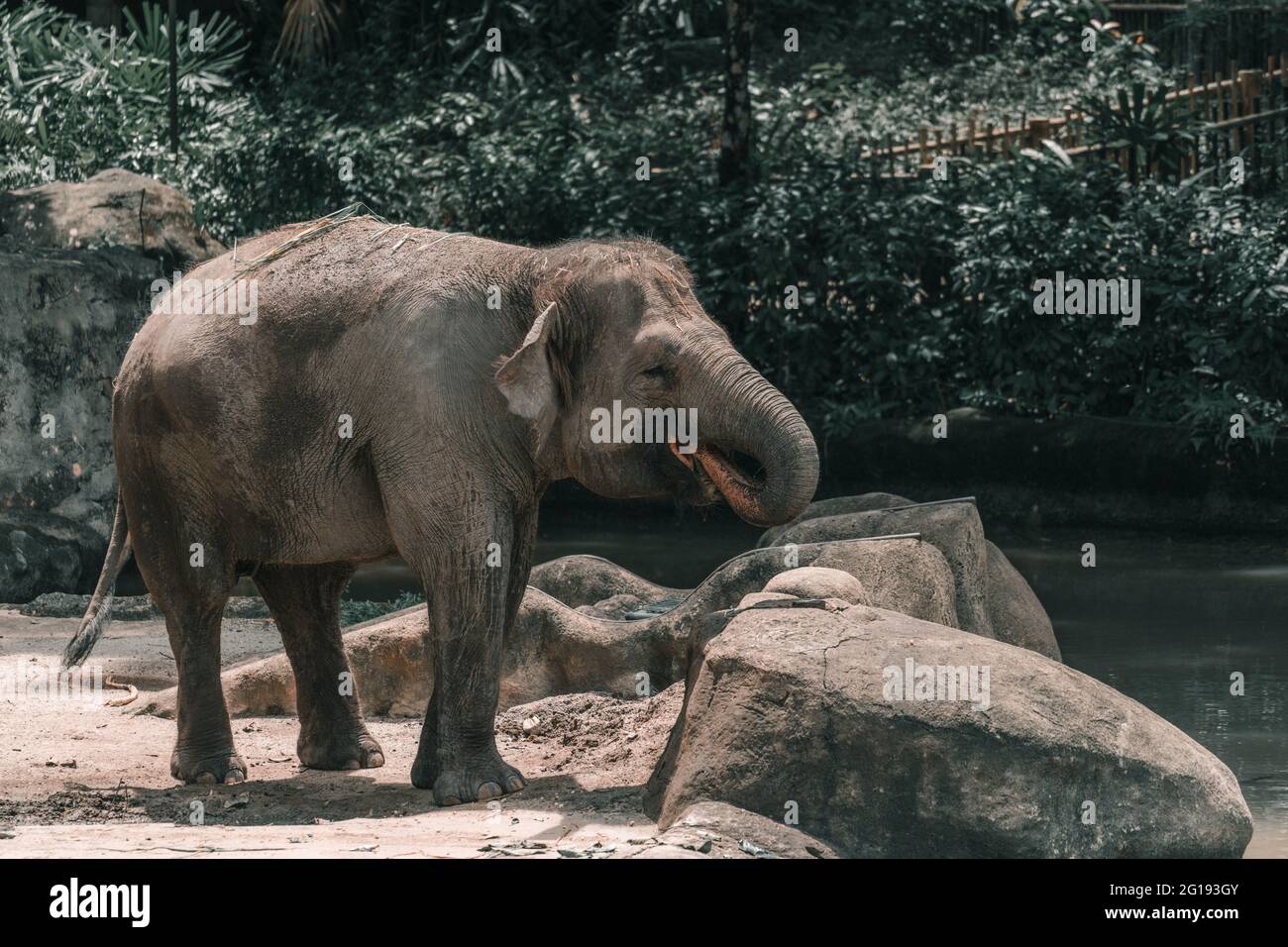 An elephant in a zoo Stock Photo - Alamy