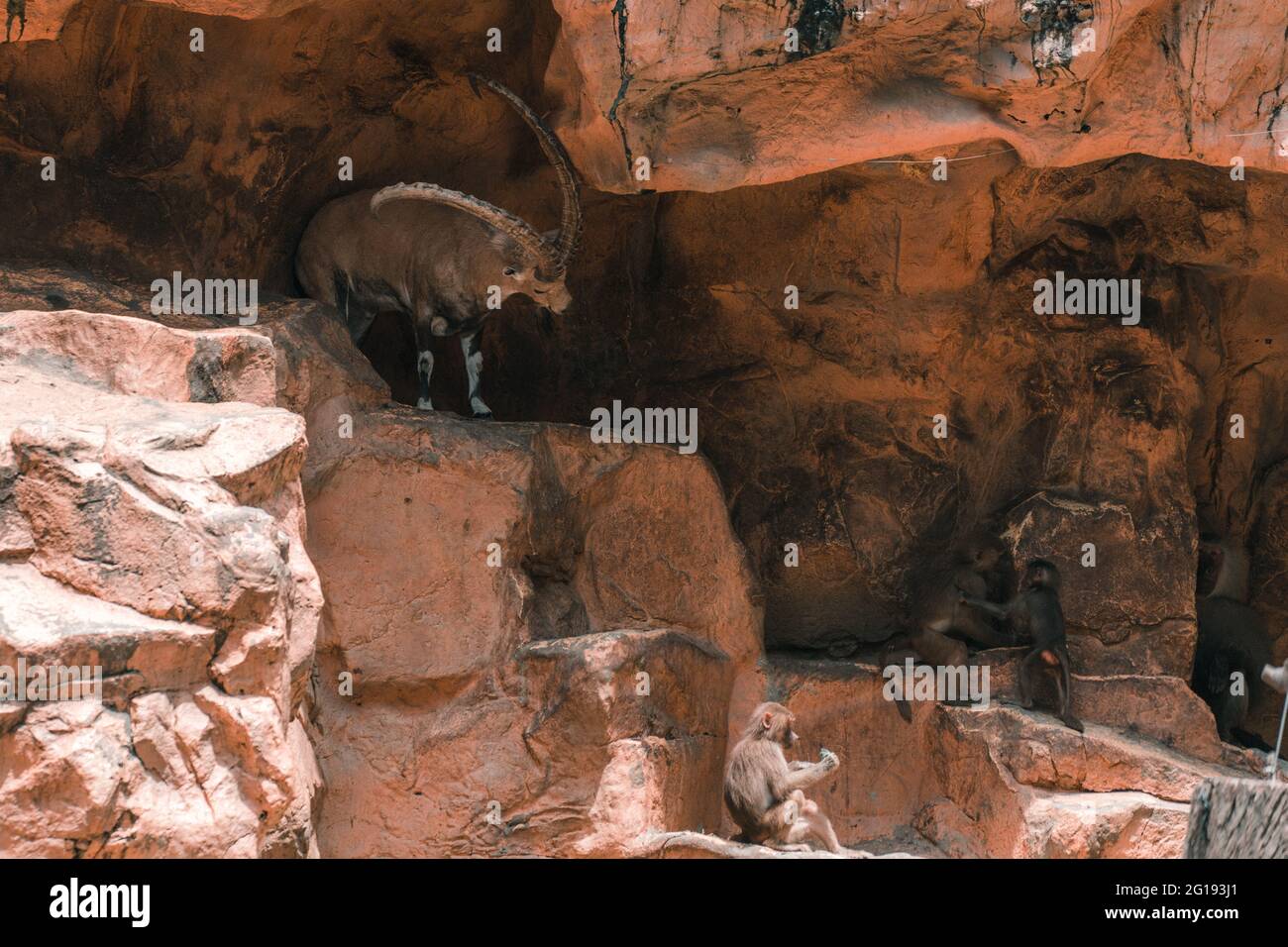 A mountain goat in a red cave Stock Photo - Alamy
