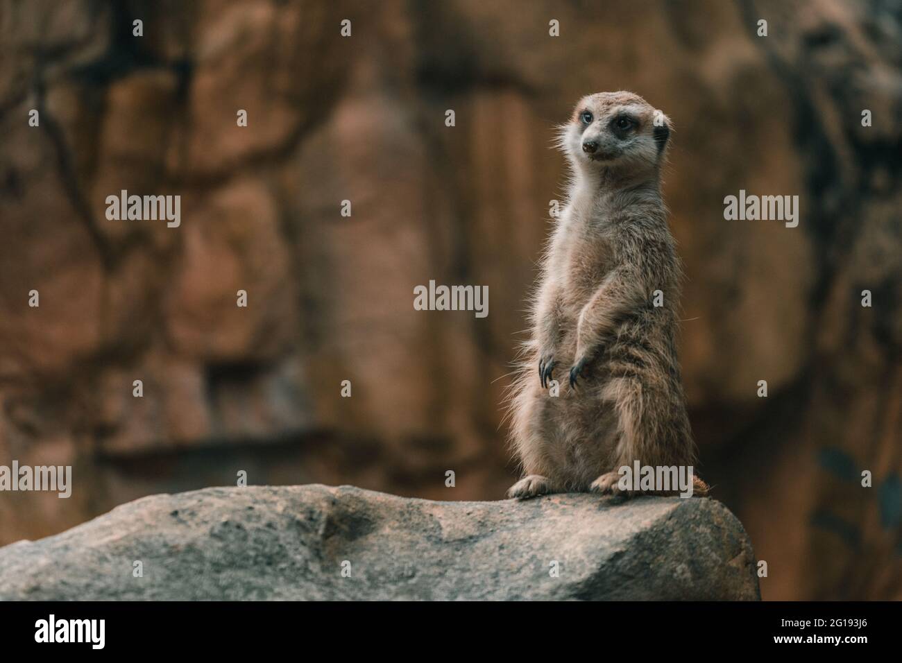 Surikat hi-res stock photography and images - Alamy