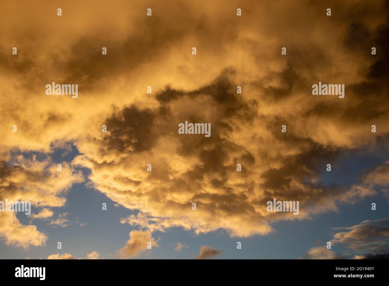 Harkerville forest hi-res stock photography and images - Alamy