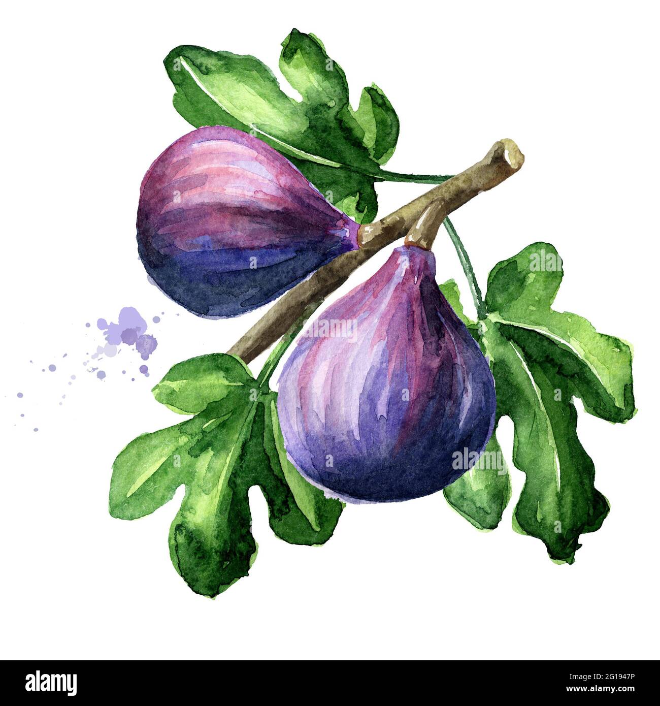 Fresh ripe purple fig fruit and leaves on a branch. Watercolor hand drawn illustration, isolated ...