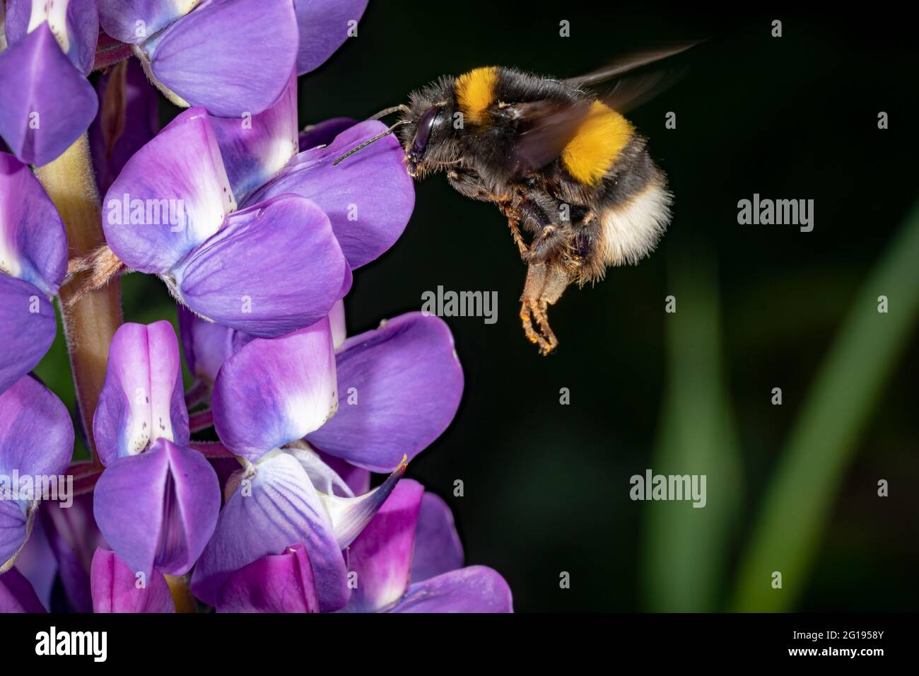 Bumblebee sits on a large blue lupine flower against a green background with copy space Stock ...