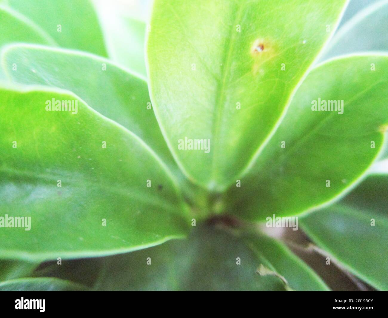 Green Leaves, Beautiful Flowers, Foliage and green Nature Isolated ...