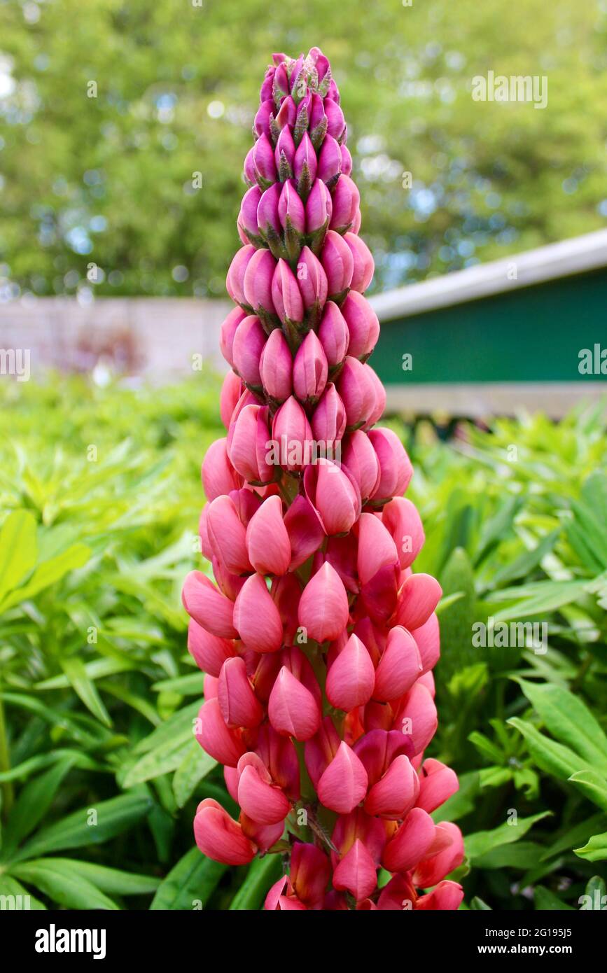 Lupinus Towering Inferno Stock Photo - Alamy