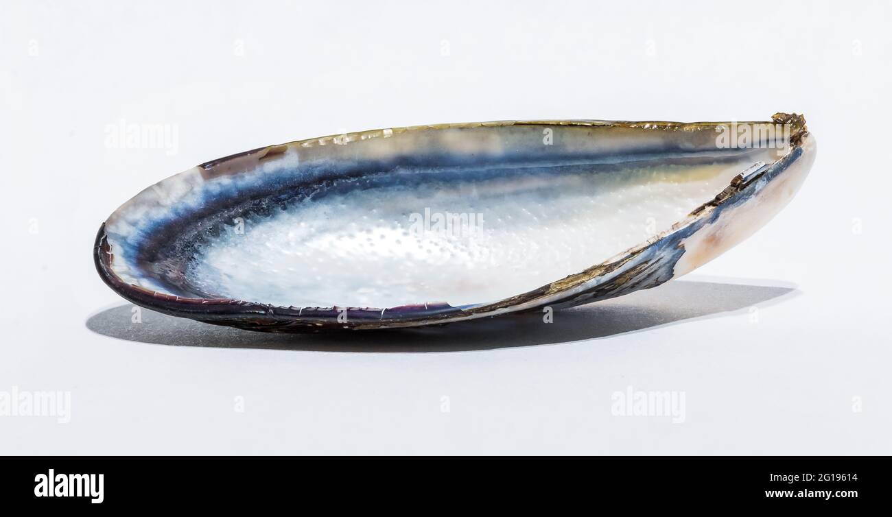 A picture of a Mussel Shell on a white background Stock Photo - Alamy