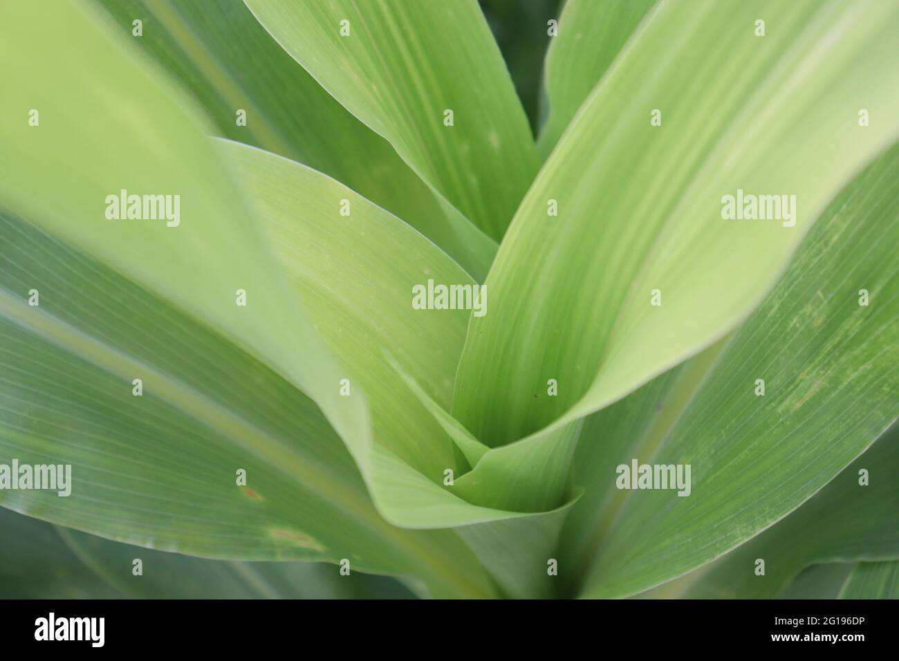 green colored maize tree firm on field for harvest Stock Photo - Alamy
