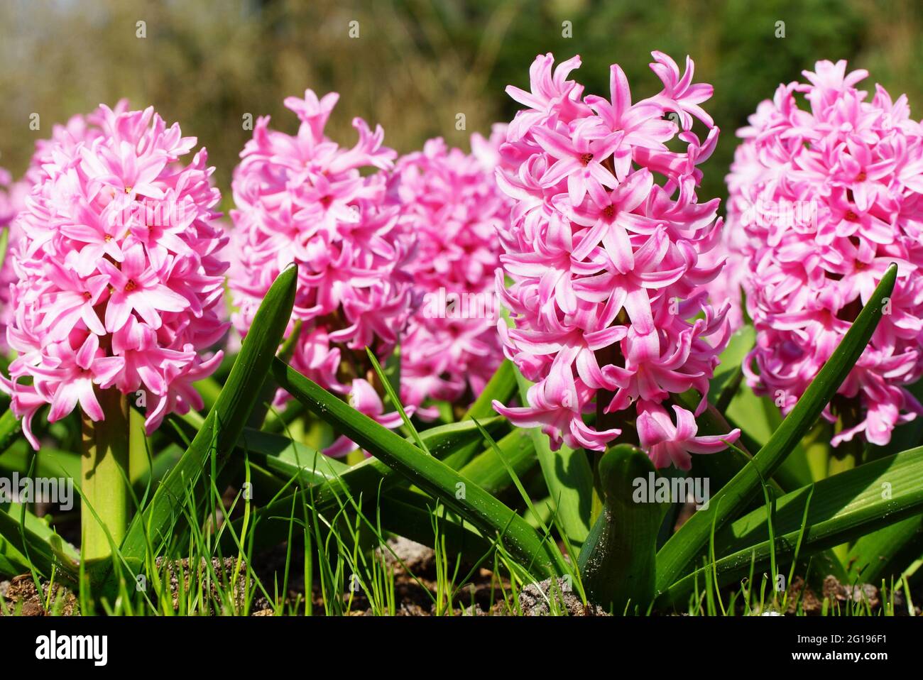 A close-up of beautiful pink hyacinth flowers Stock Photo - Alamy