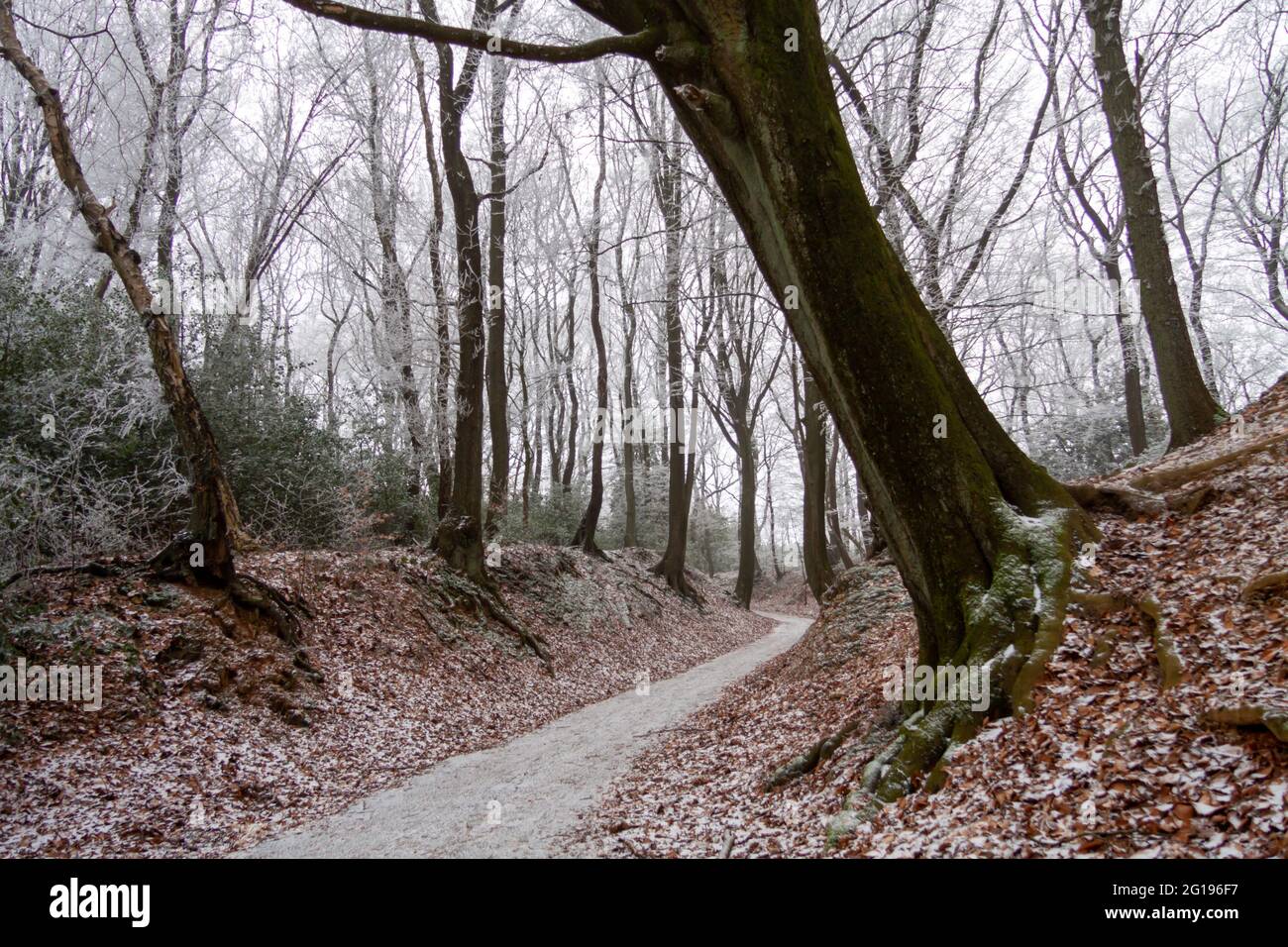 A road in the fall forest with bold trees and fallen leaves Stock Photo ...