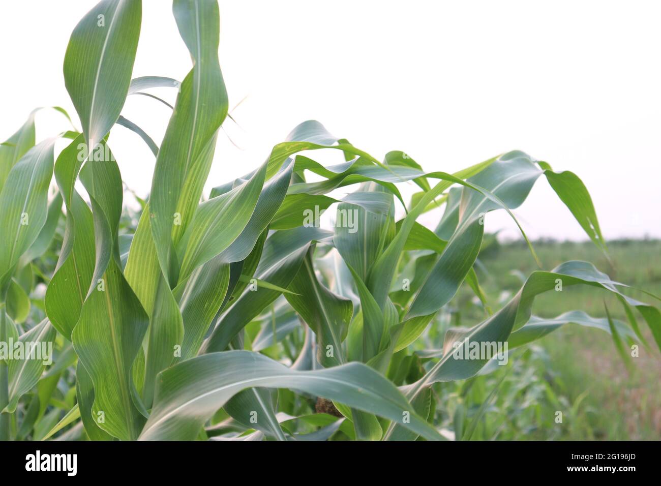 green colored maize tree firm on field for harvest Stock Photo - Alamy