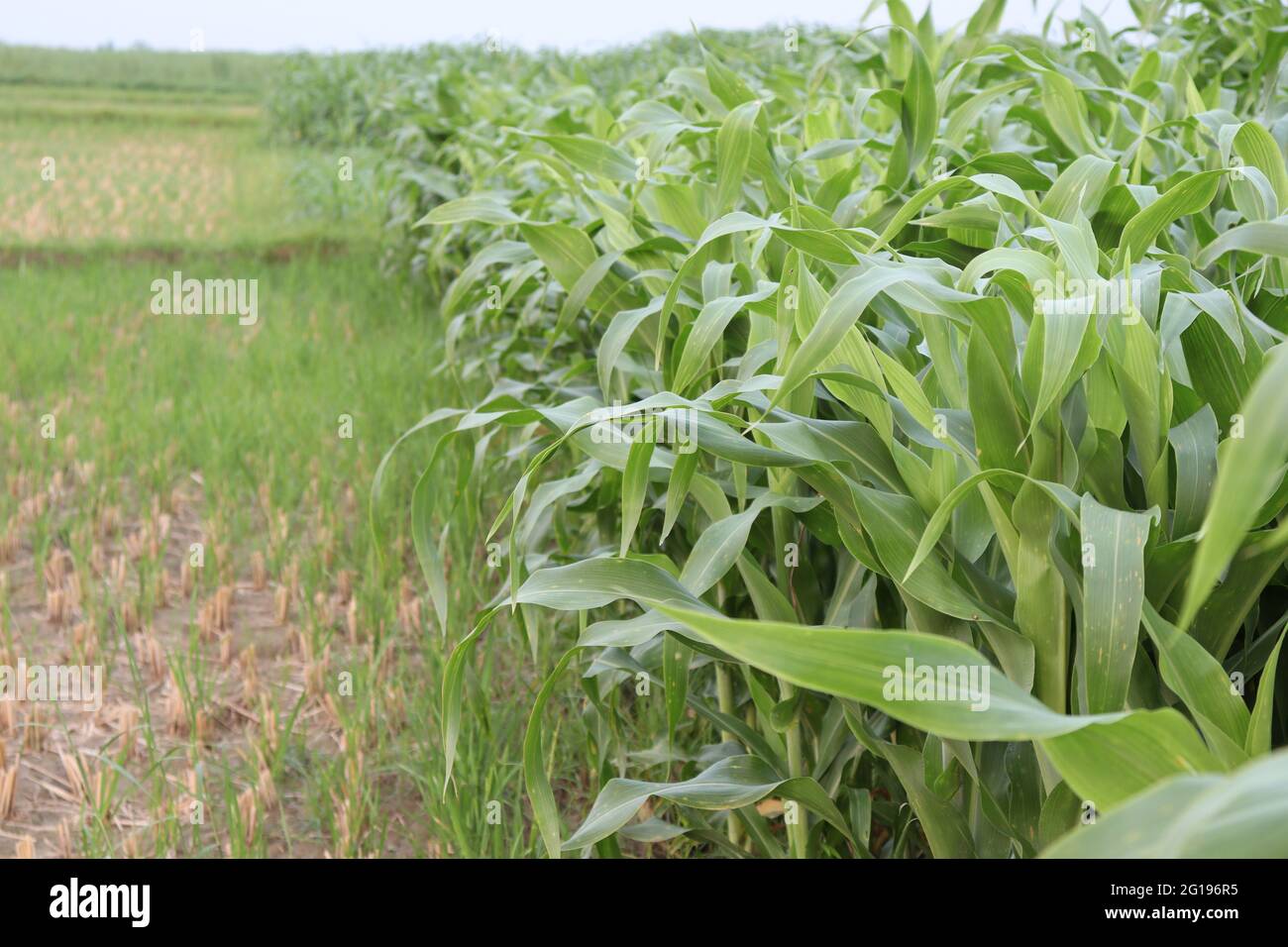 green colored maize tree firm on field for harvest Stock Photo - Alamy