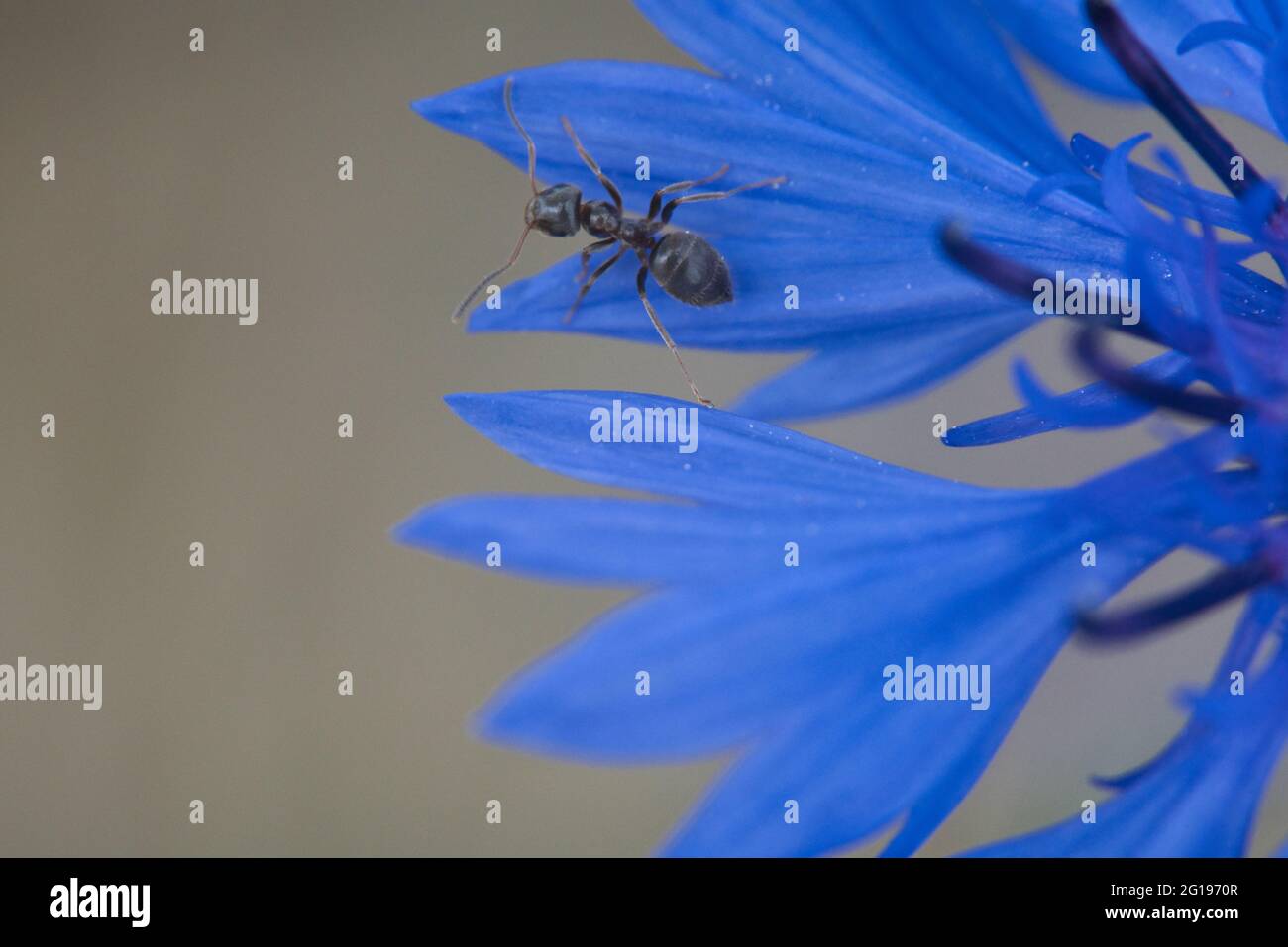 Blue ant hi-res stock photography and images - Alamy