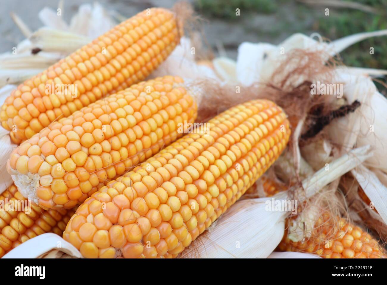 Maize bud hi-res stock photography and images - Alamy