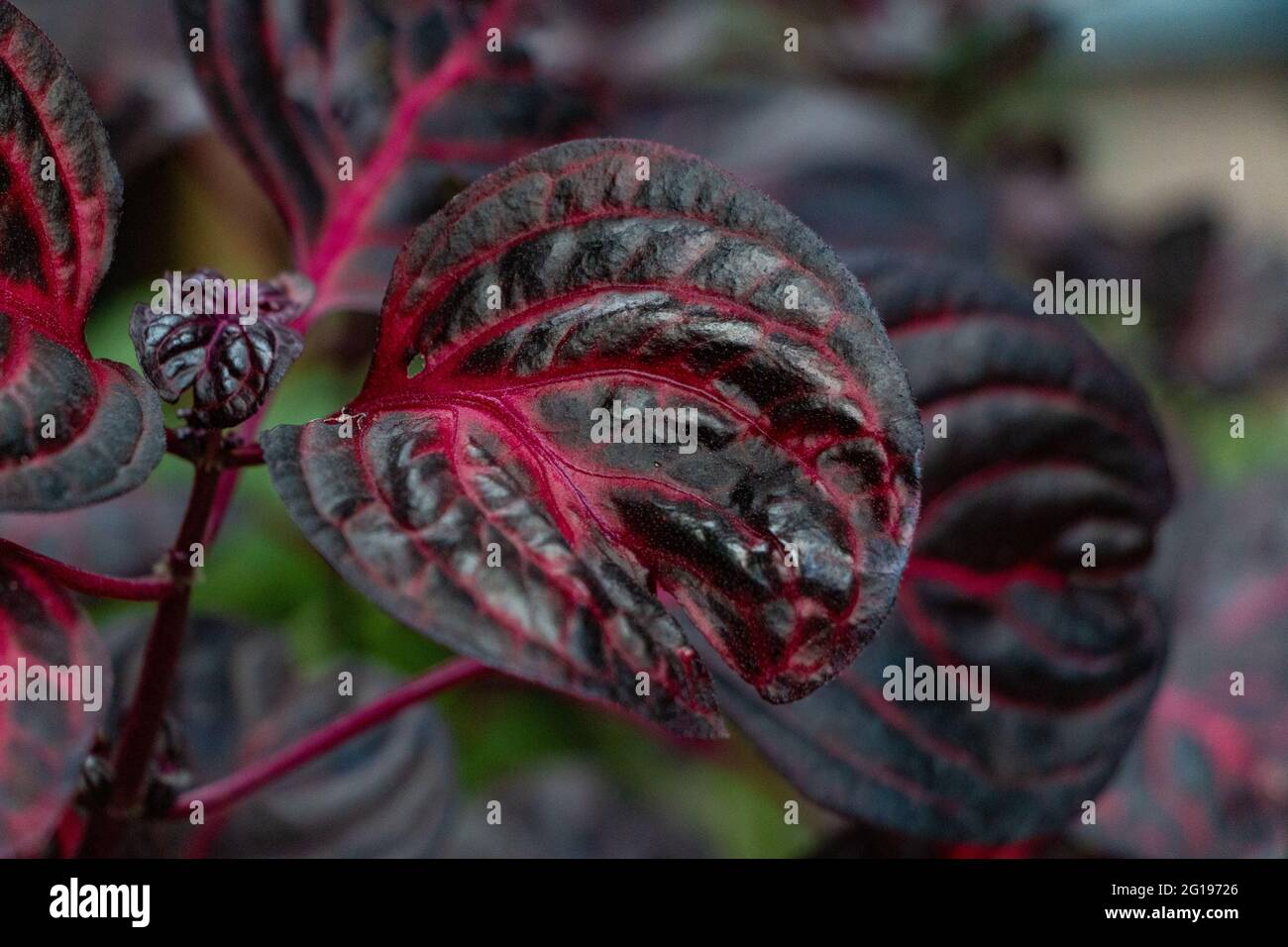 A close-up picture of a bloodleaf Stock Photo - Alamy