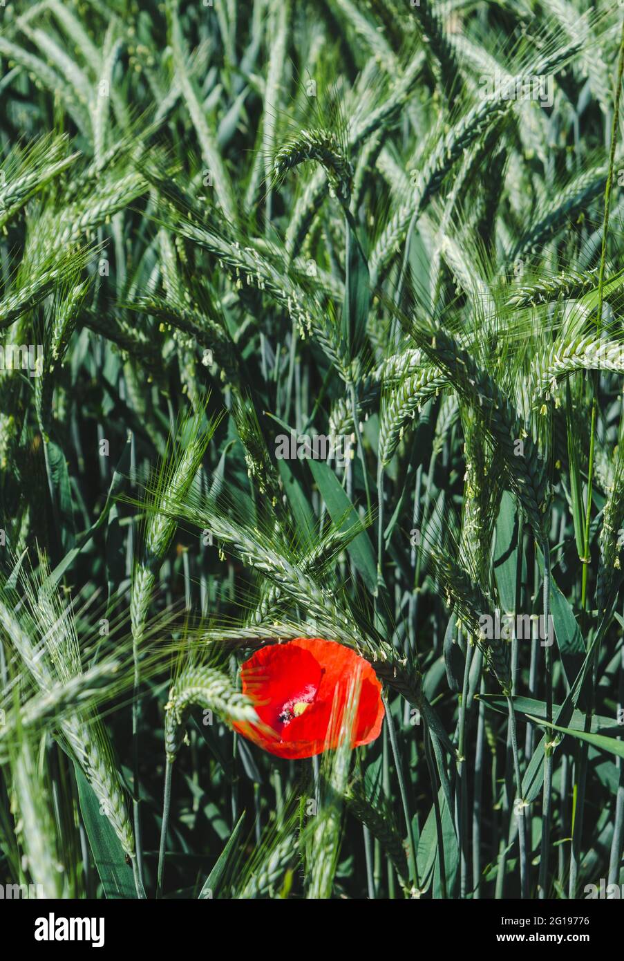 Dslr flower hi-res stock photography and images - Alamy