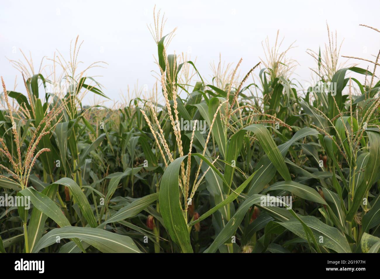 green colored maize tree firm on field for harvest Stock Photo - Alamy