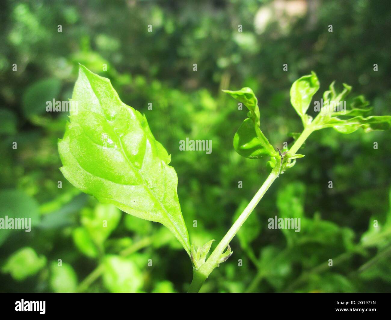 Green Leaves, Beautiful Flowers, Foliage and green Nature Isolated ...