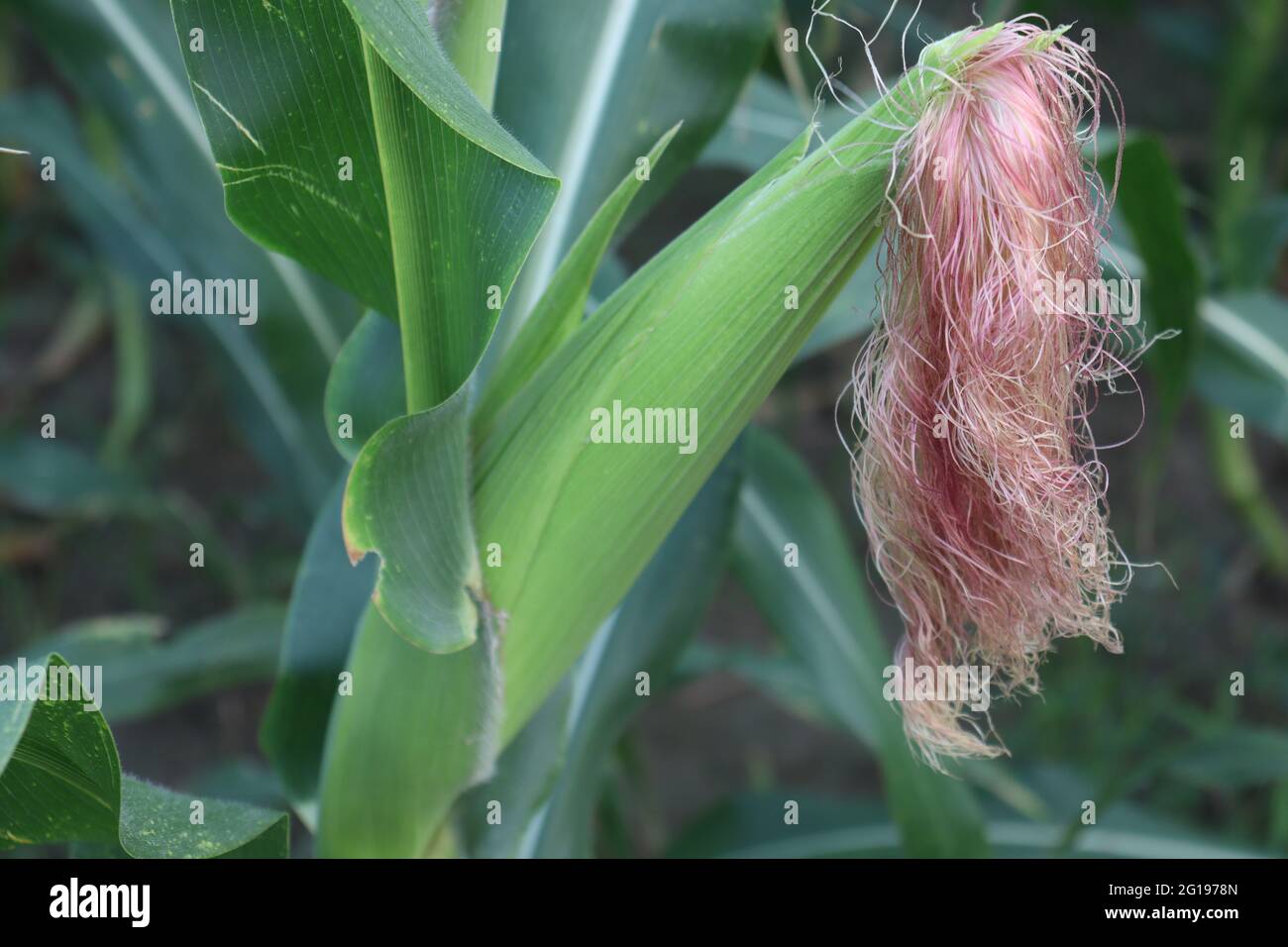 green colored maize tree firm on field for harvest Stock Photo - Alamy