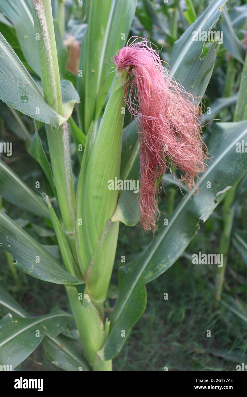 green colored maize tree firm on field for harvest Stock Photo - Alamy