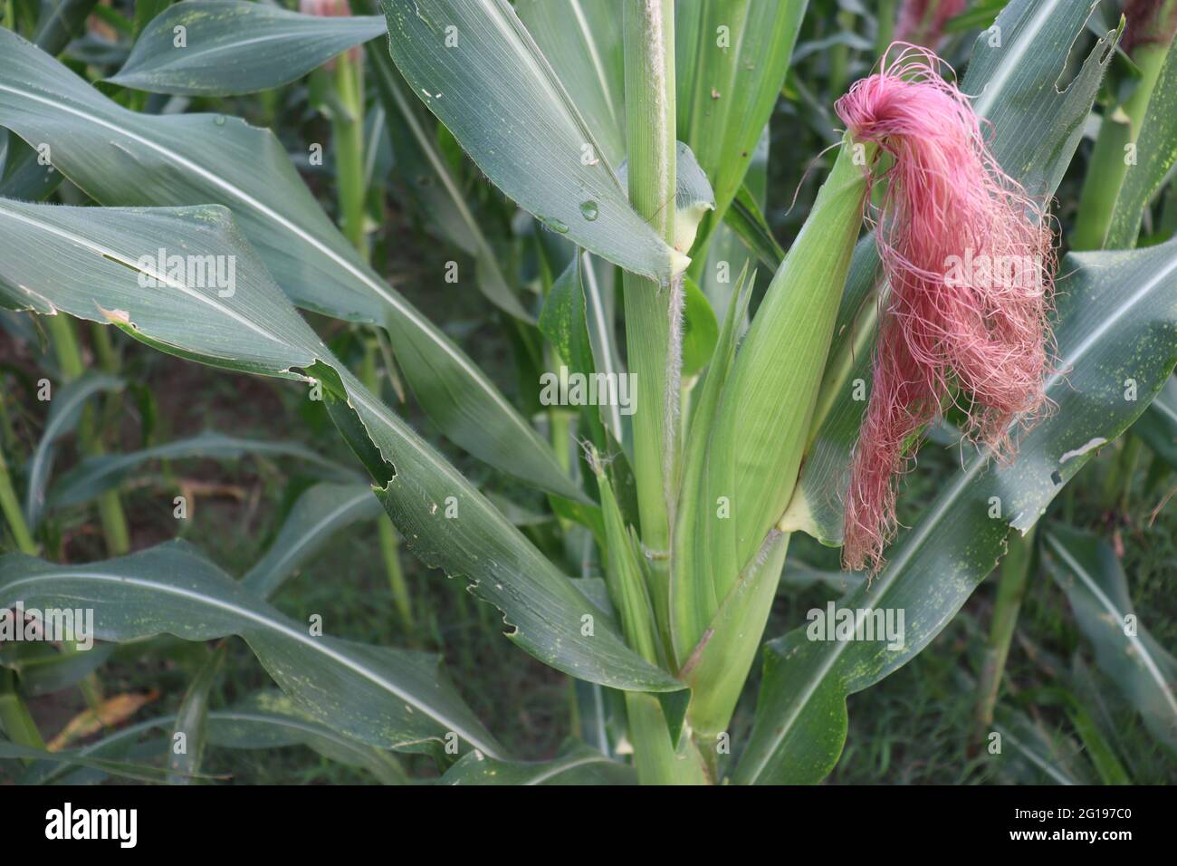 green colored maize tree firm on field for harvest Stock Photo - Alamy