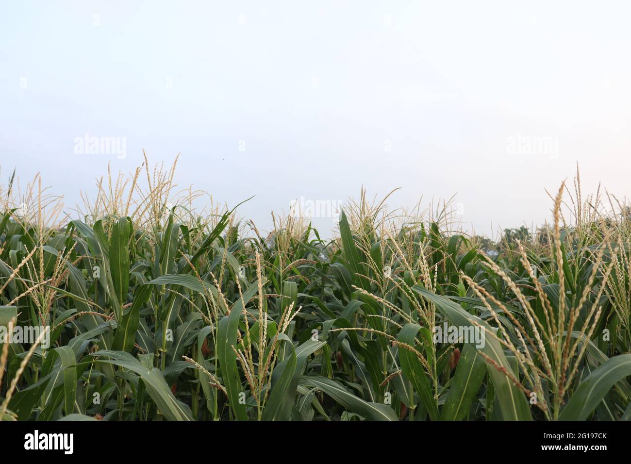 green colored maize tree firm on field for harvest Stock Photo - Alamy