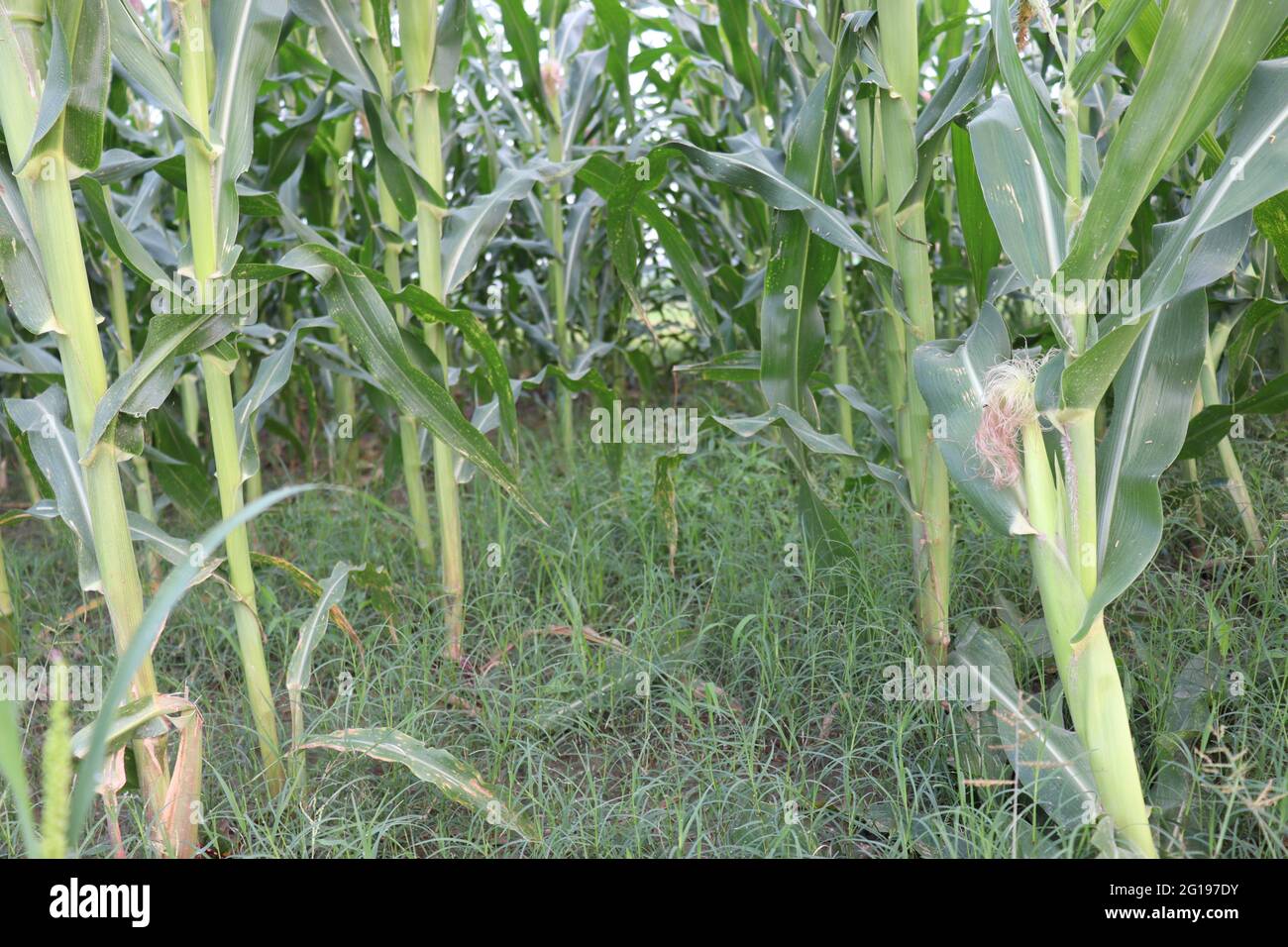 green colored maize tree firm on field for harvest Stock Photo - Alamy