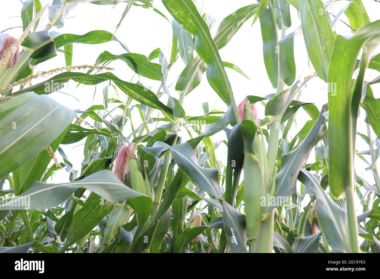 green colored maize tree firm on field for harvest Stock Photo - Alamy