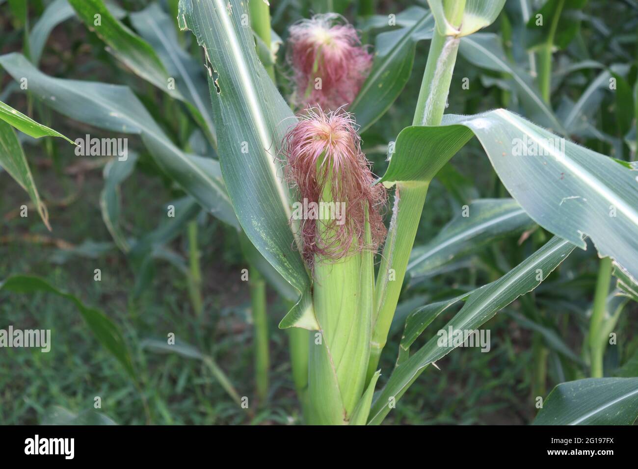 green colored maize tree firm on field for harvest Stock Photo - Alamy