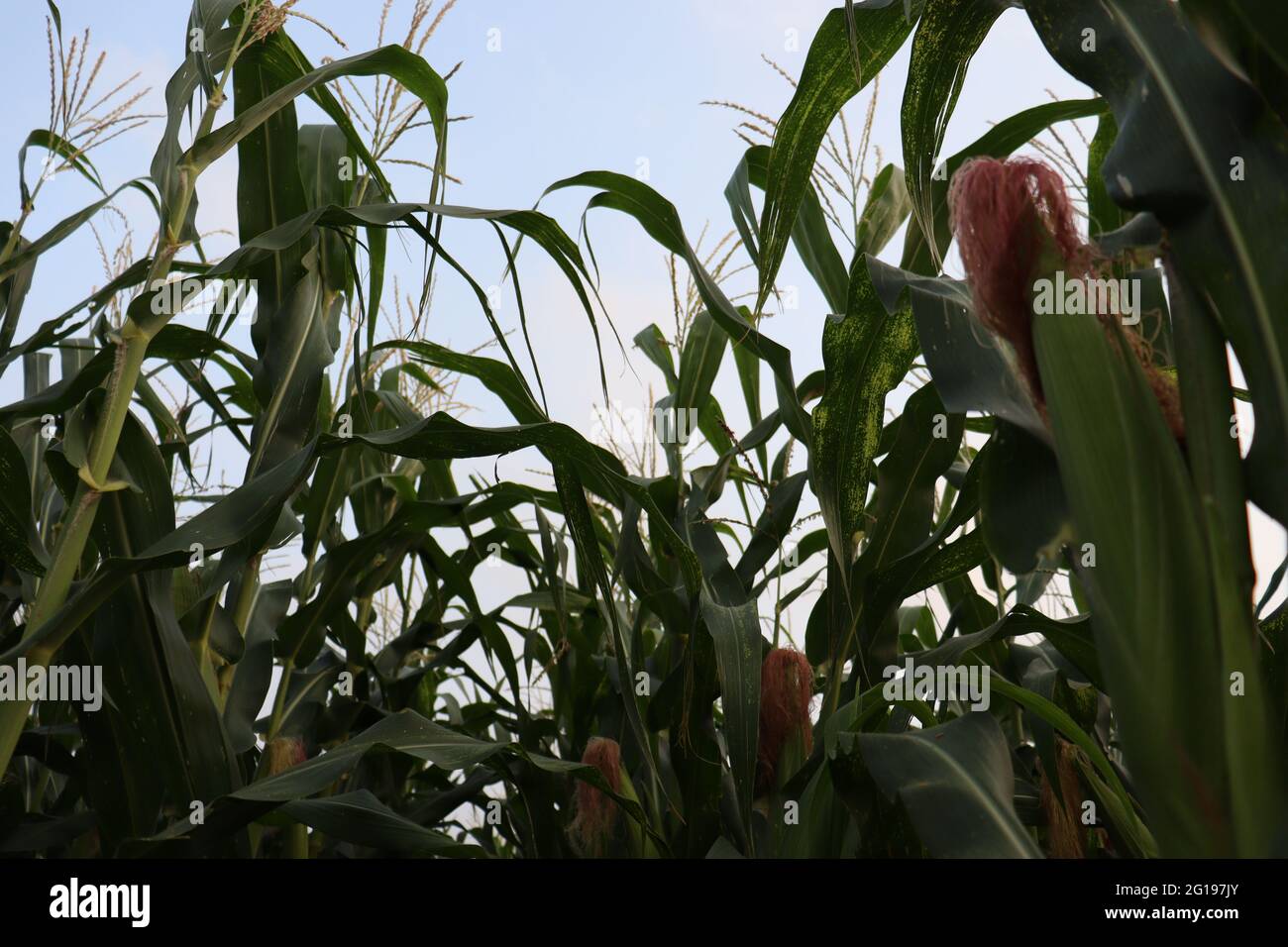 green colored maize tree firm on field for harvest Stock Photo - Alamy