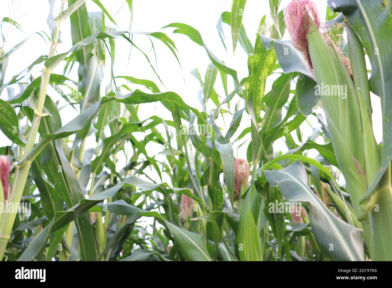 green colored maize tree firm on field for harvest Stock Photo - Alamy