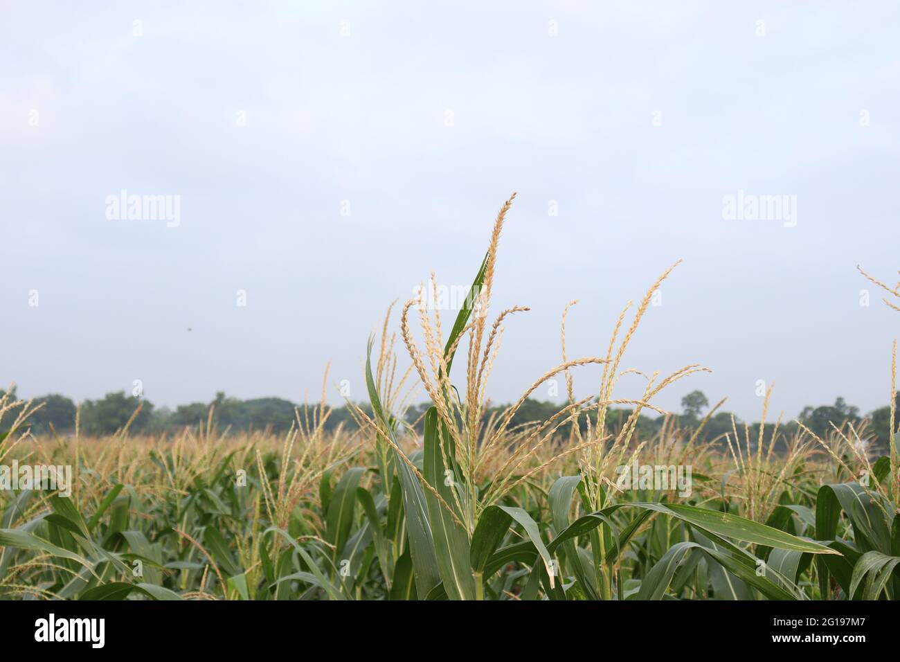 green colored maize tree firm on field for harvest Stock Photo - Alamy