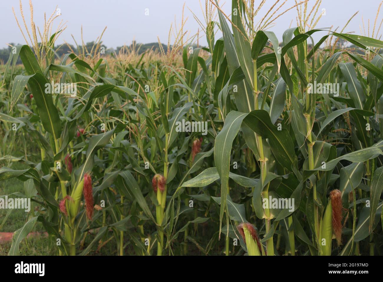 green colored maize tree firm on field for harvest Stock Photo - Alamy