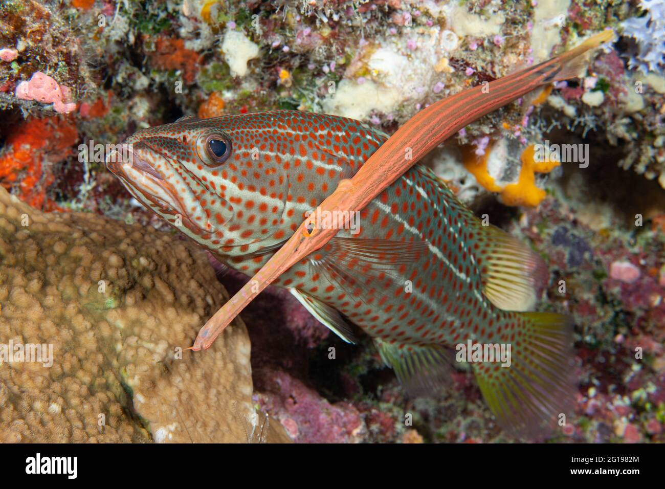 Trumpetfish hiding behind White-lined Grouper, Auostomus chinensis ...