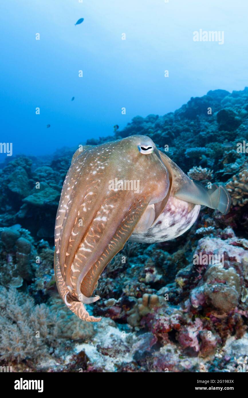 Underwater broadclub cuttlefish hi-res stock photography and images - Alamy