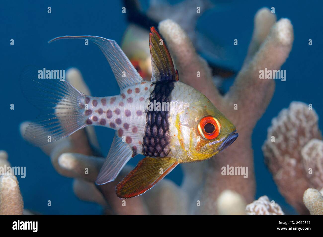 Pyjama Cardinalfish, Sphaeramia nematoptera, Micronesia, Palau Stock ...
