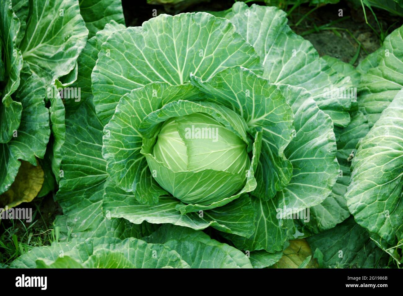 Cabbage crops hi-res stock photography and images - Alamy