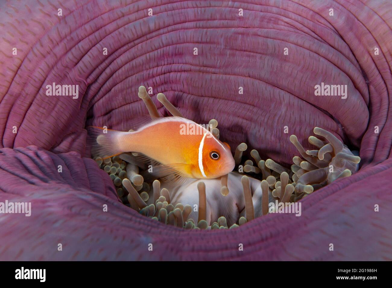 Pink Anemonefish, Amphiprion perideraion, Turtle Cove, Micronesia ...