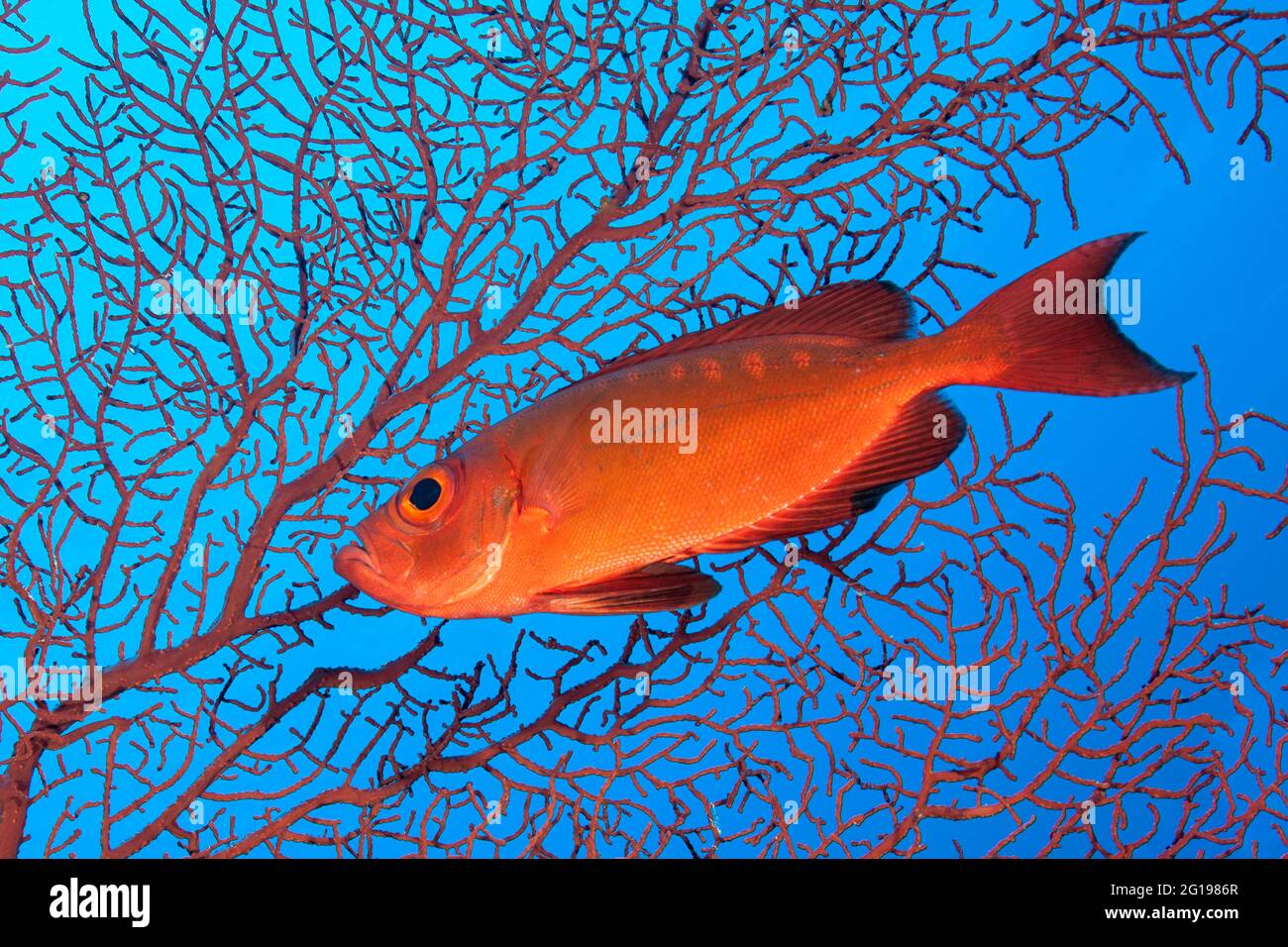 Red Crescent-tail Bigeye, Priacanthus hamrur, Blue Corner, Micronesia ...