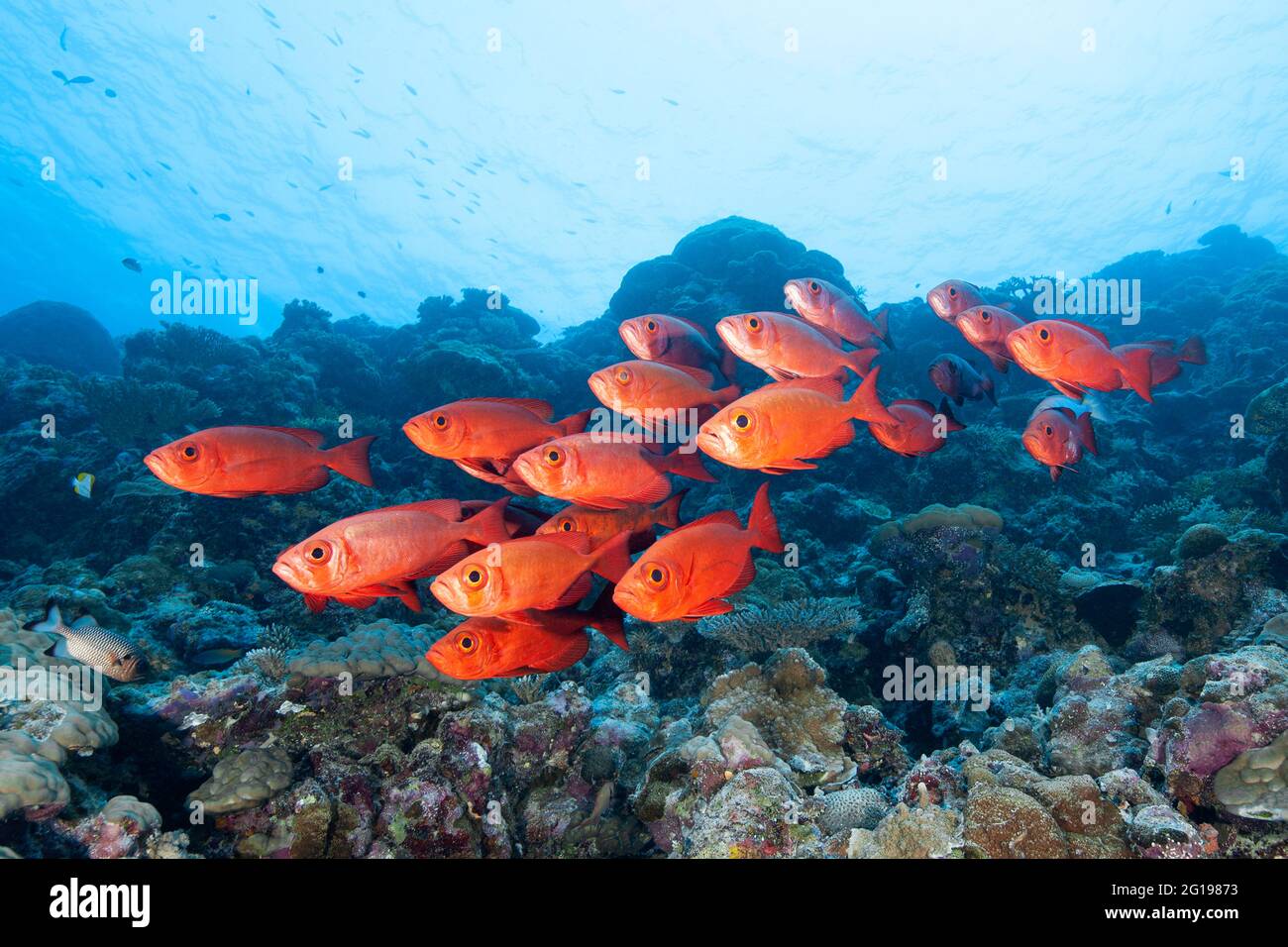 Red Crescent-tail Bigeye, Priacanthus hamrur, Blue Corner, Micronesia ...