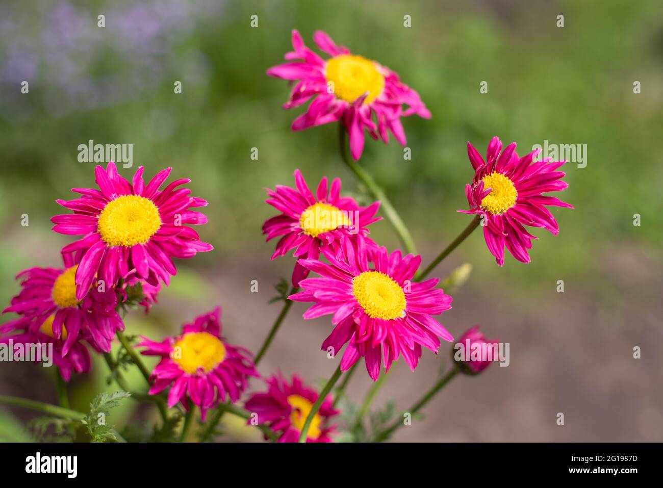Macro photography. Pink Daisy flower. The pink Pyrethrum, or Persian ...