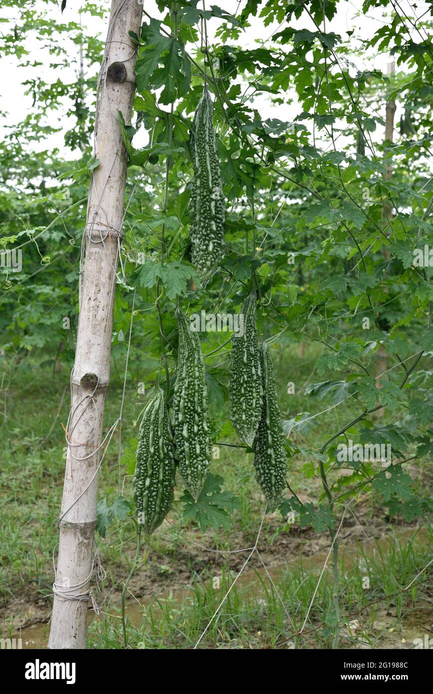 Close-up Green Bitter Gourd Fresh Vegetable Field Stock Photo - Alamy