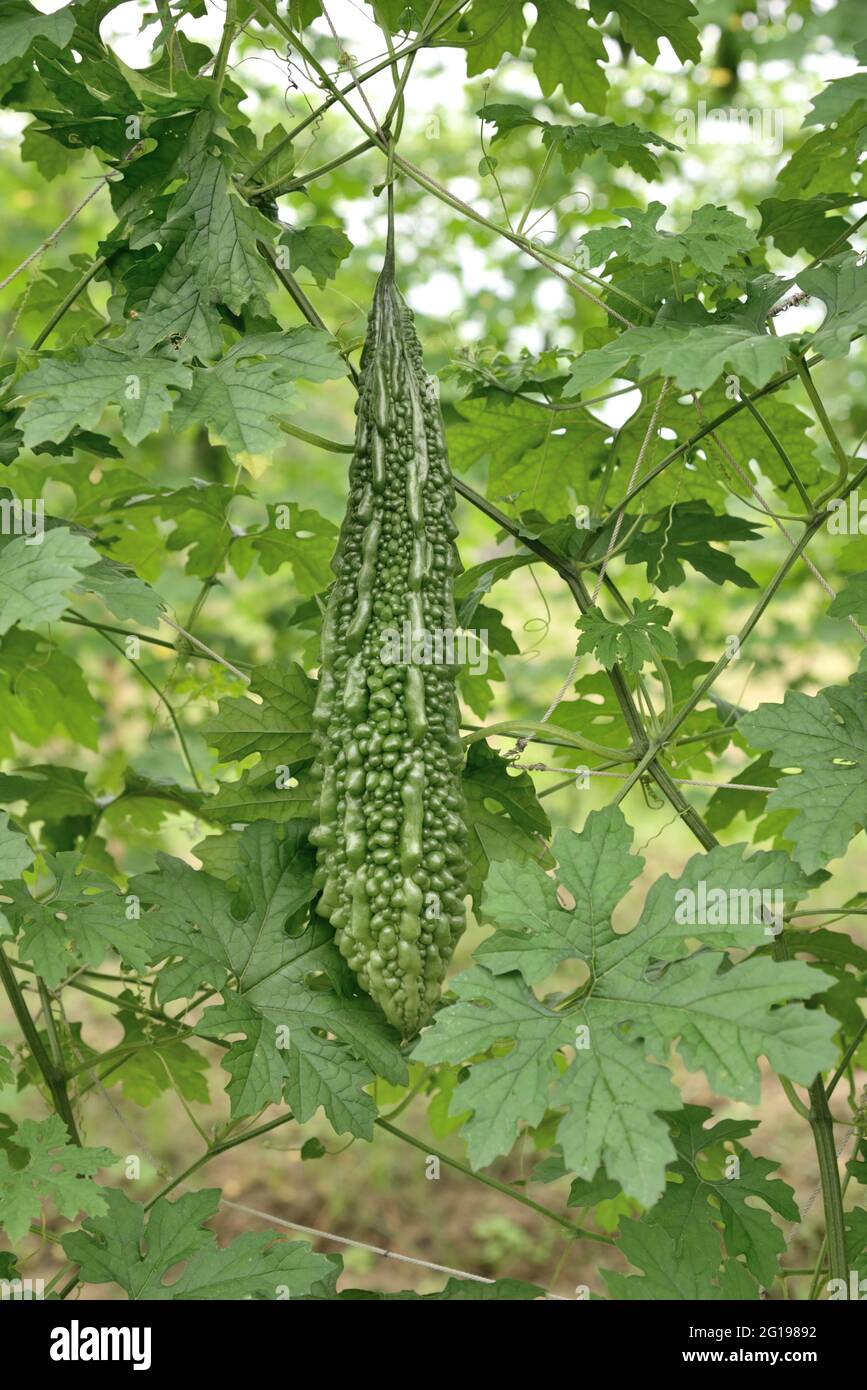 Karela Tree